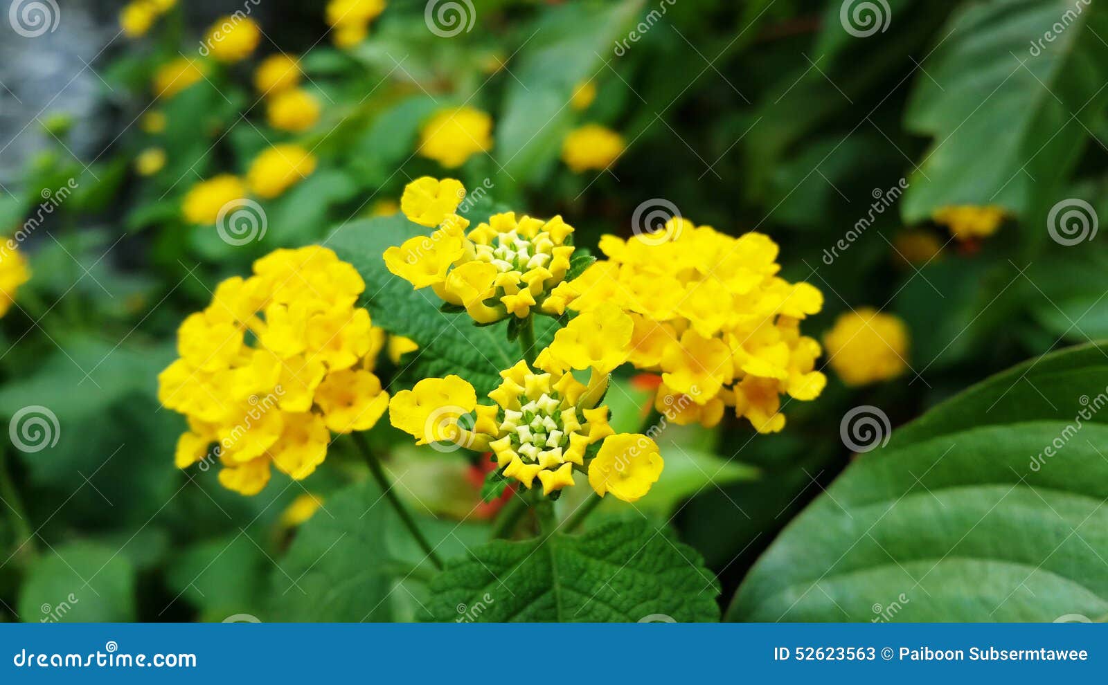 Mini yellow flowers stock image. Image of natural, beautiful - 52623563