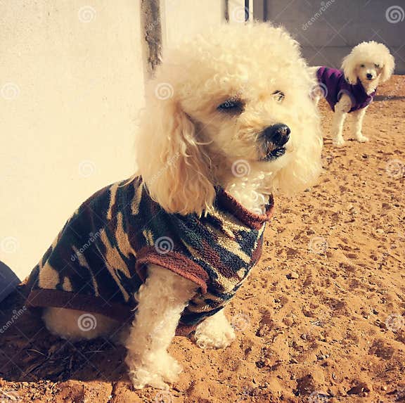 Mini yo y caramelo foto de archivo. Imagen de mini, mascotas - 118441910