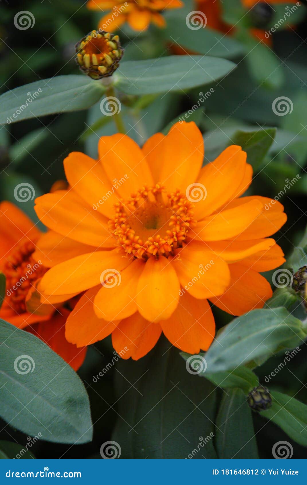 Mini Zinnia Growing in a Pot with a Shallow Focus, Dwarf Zinnia Stock ...