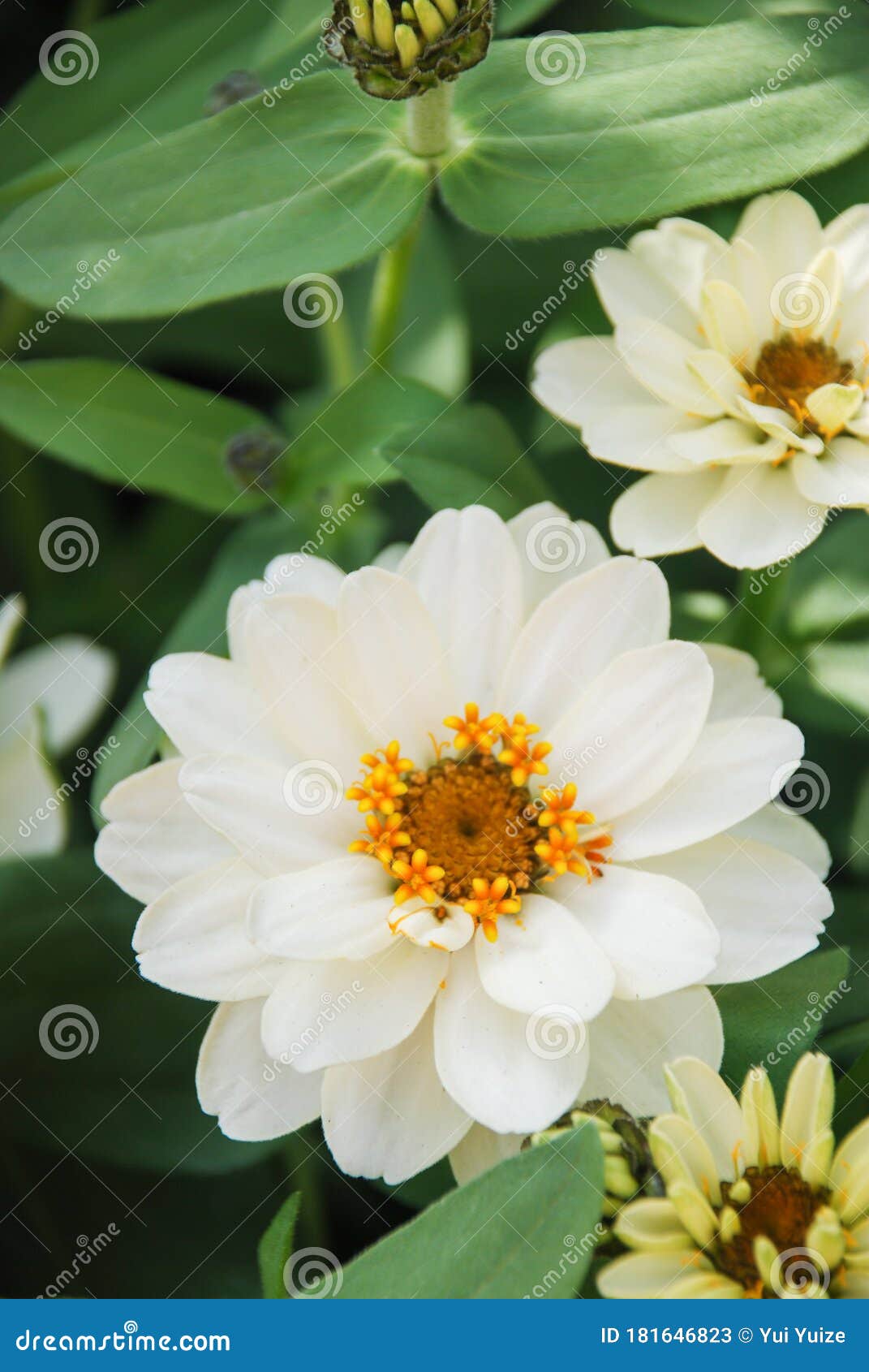 Mini Zinnia Growing in a Pot with a Shallow Focus, Dwarf Zinnia Stock ...