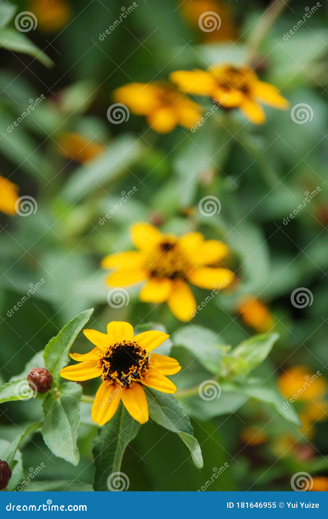 Mini Zinnia Growing in a Pot with a Shallow Focus, Dwarf Zinnia Stock ...