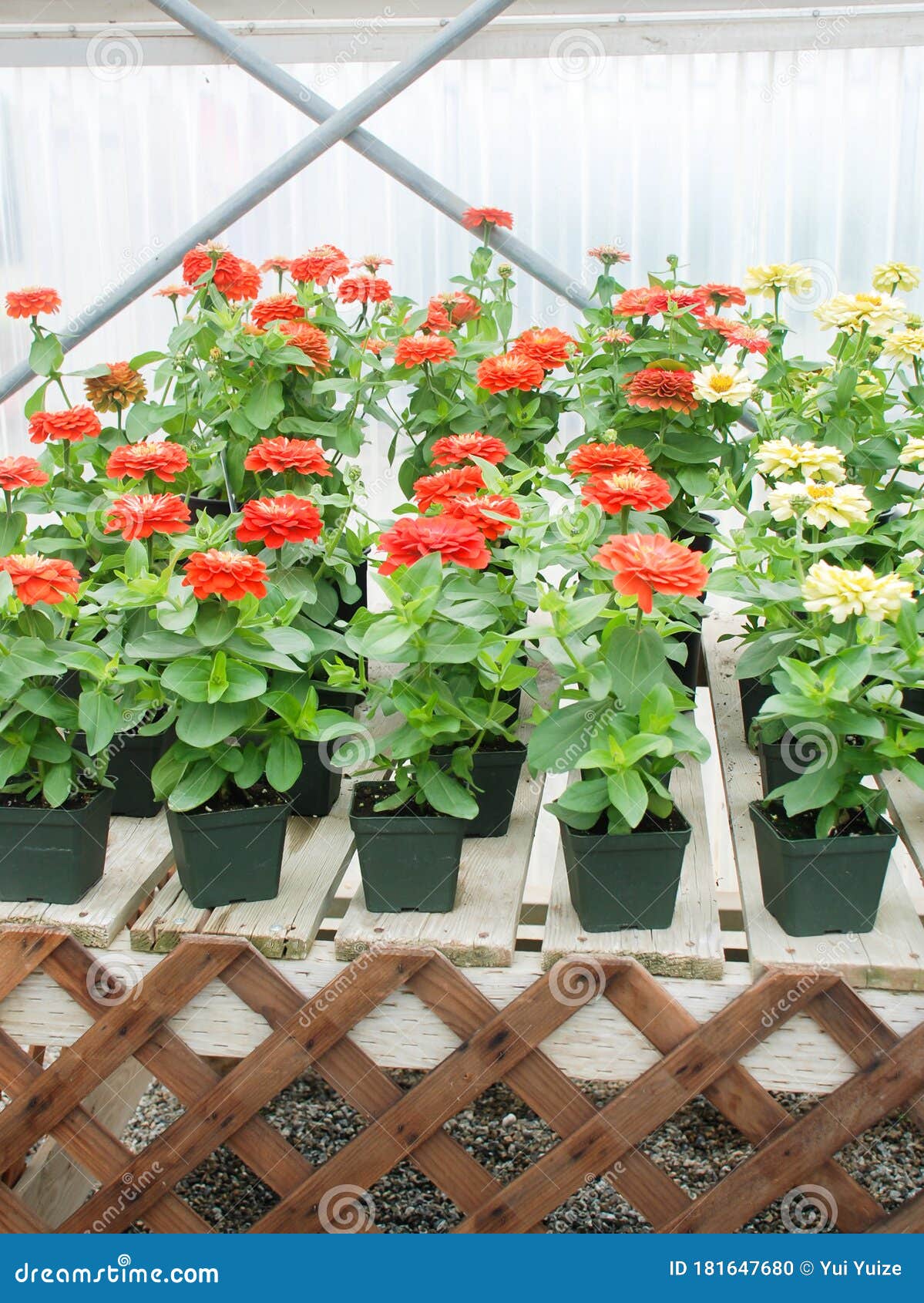 Mini Zinnia Growing in a Pot with a Shallow Focus, Dwarf Zinnia Stock ...