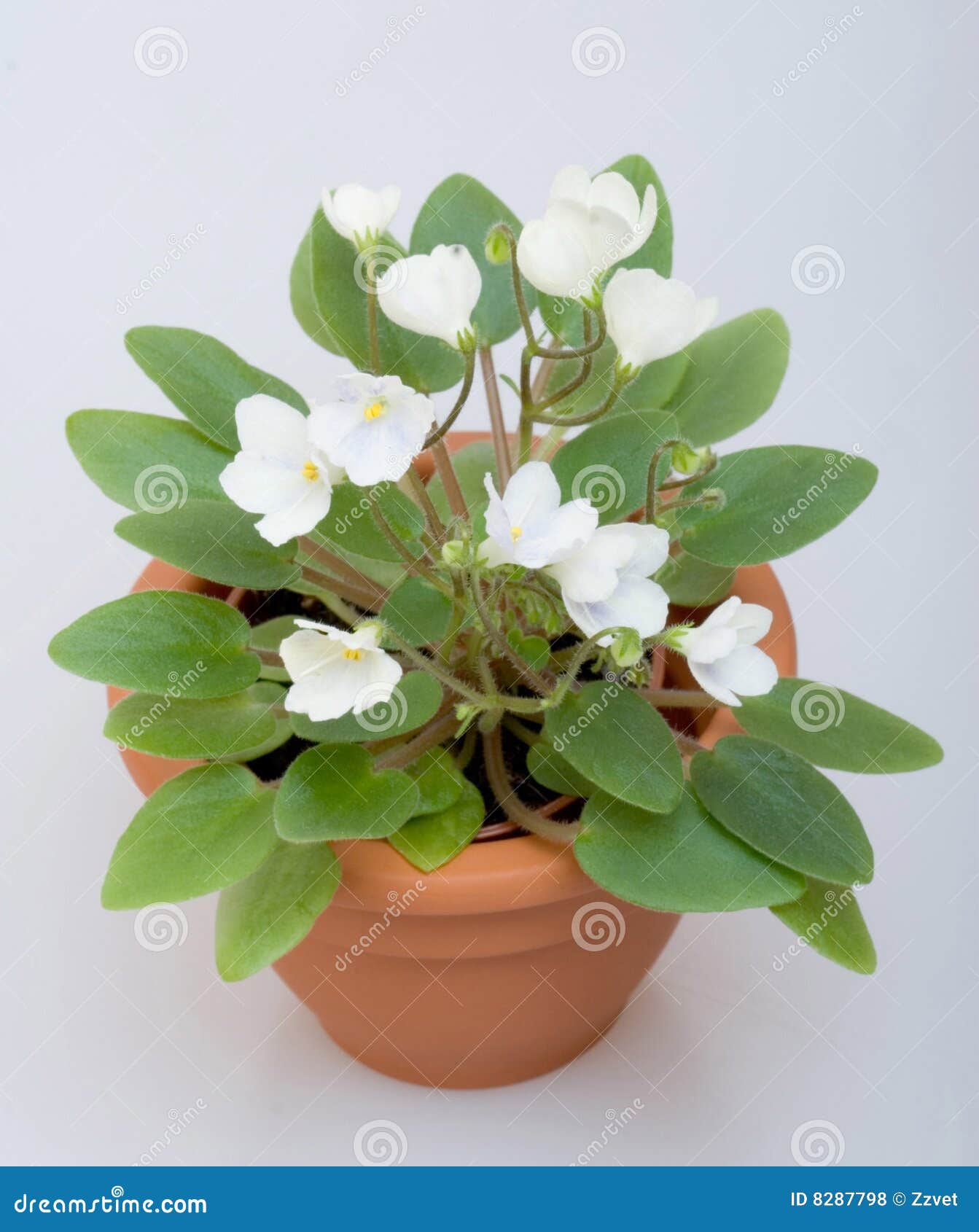 Miniature African Violet (senpolia) Stock Photo - Image of gesneriaceae ...