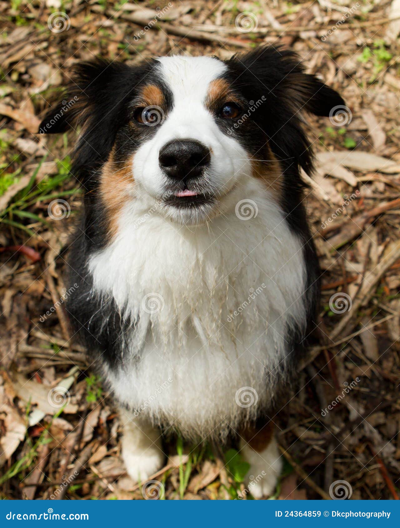 Miniature Australian Sheppard Stock Image - Image of color, trail: 24364859