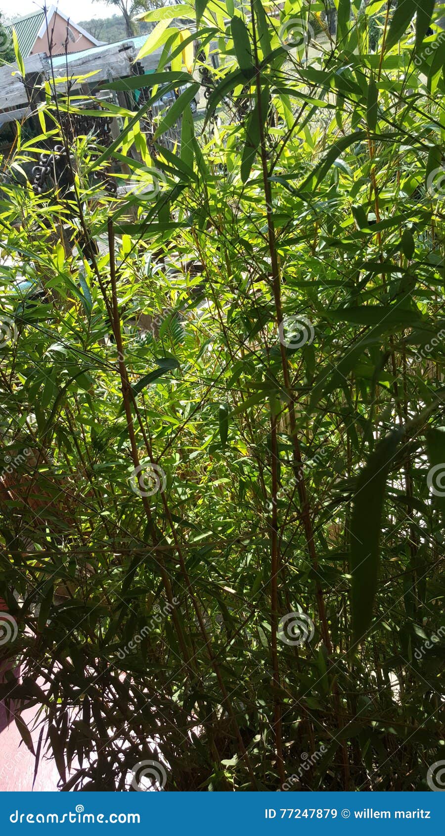 Miniature Bamboo stock image. Image of close, green, plant - 77247879