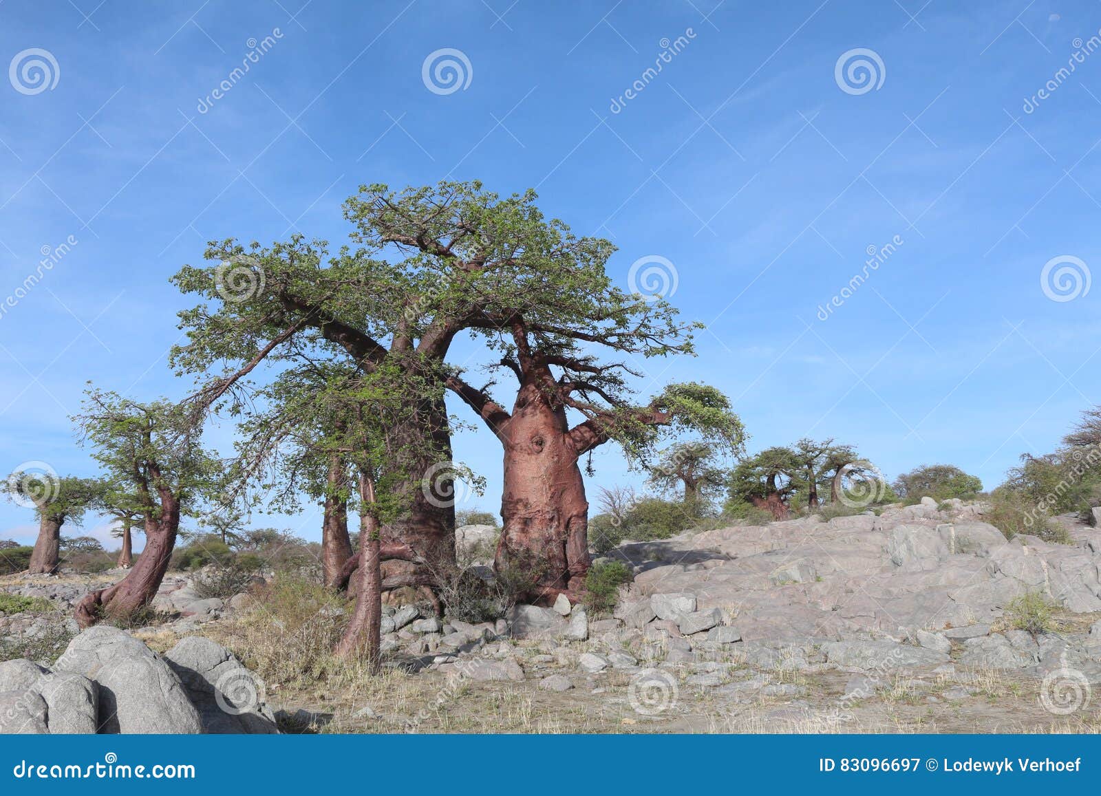 Miniature Baobab Tree Royalty-Free Stock Photography | CartoonDealer ...