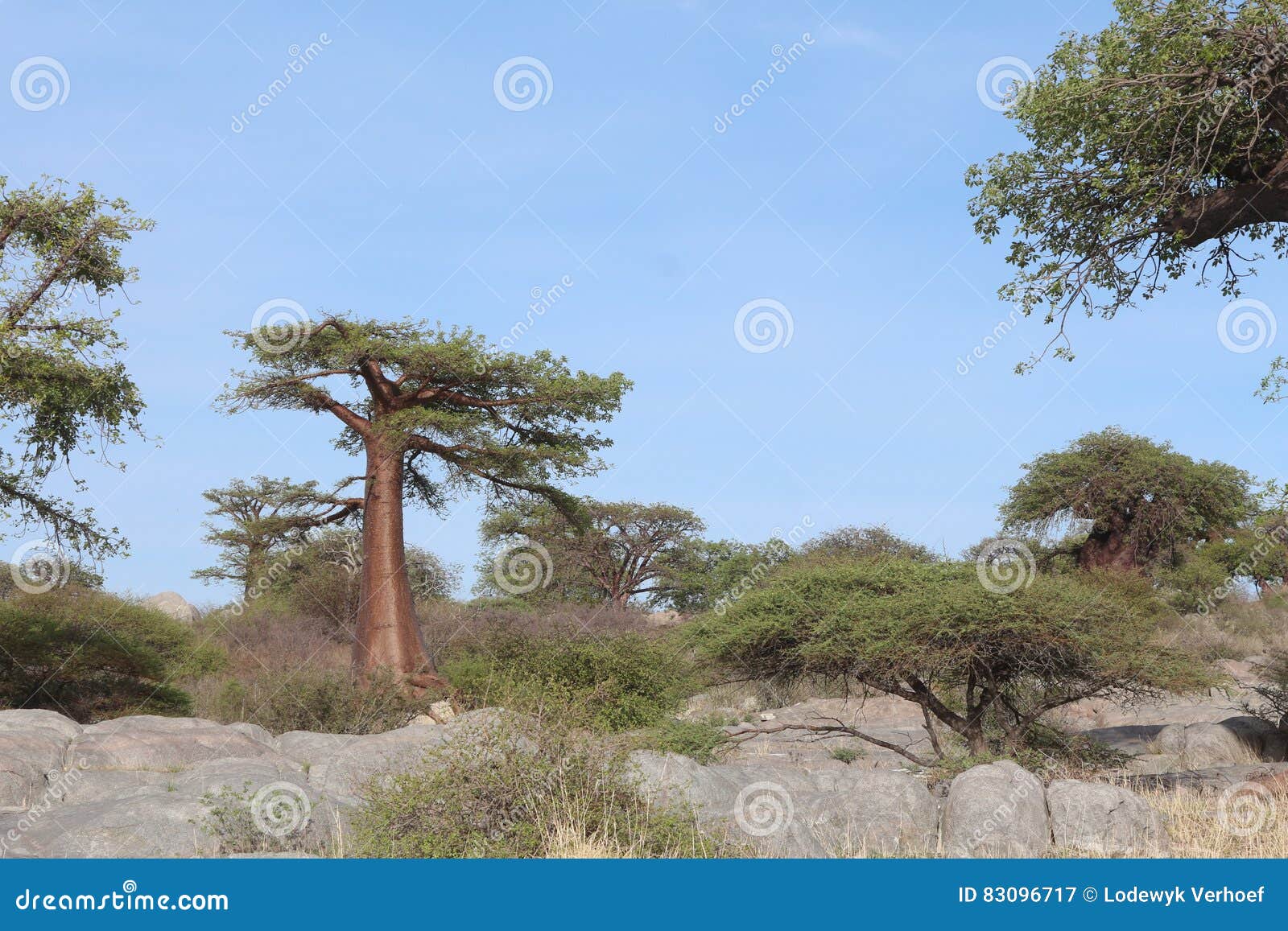 Miniature Baobab Tree Royalty-Free Stock Photography | CartoonDealer ...