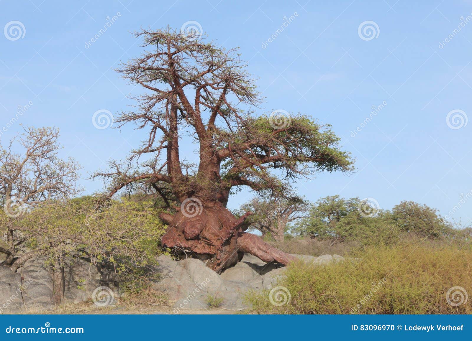 Miniature Baobab Tree Royalty-Free Stock Photo | CartoonDealer.com ...