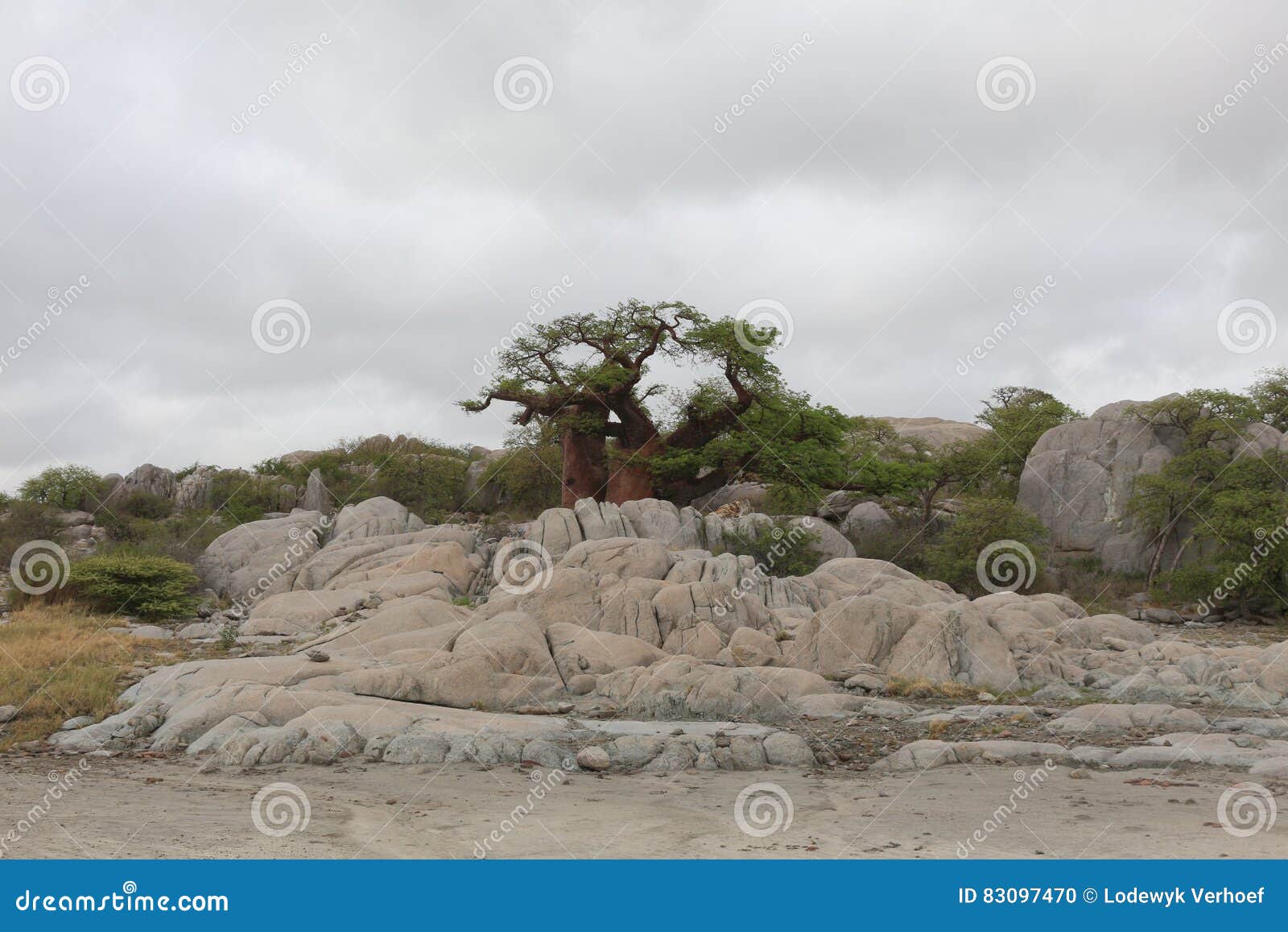 Miniature Baobab Tree stock photo. Image of rocks, baobab - 83097470