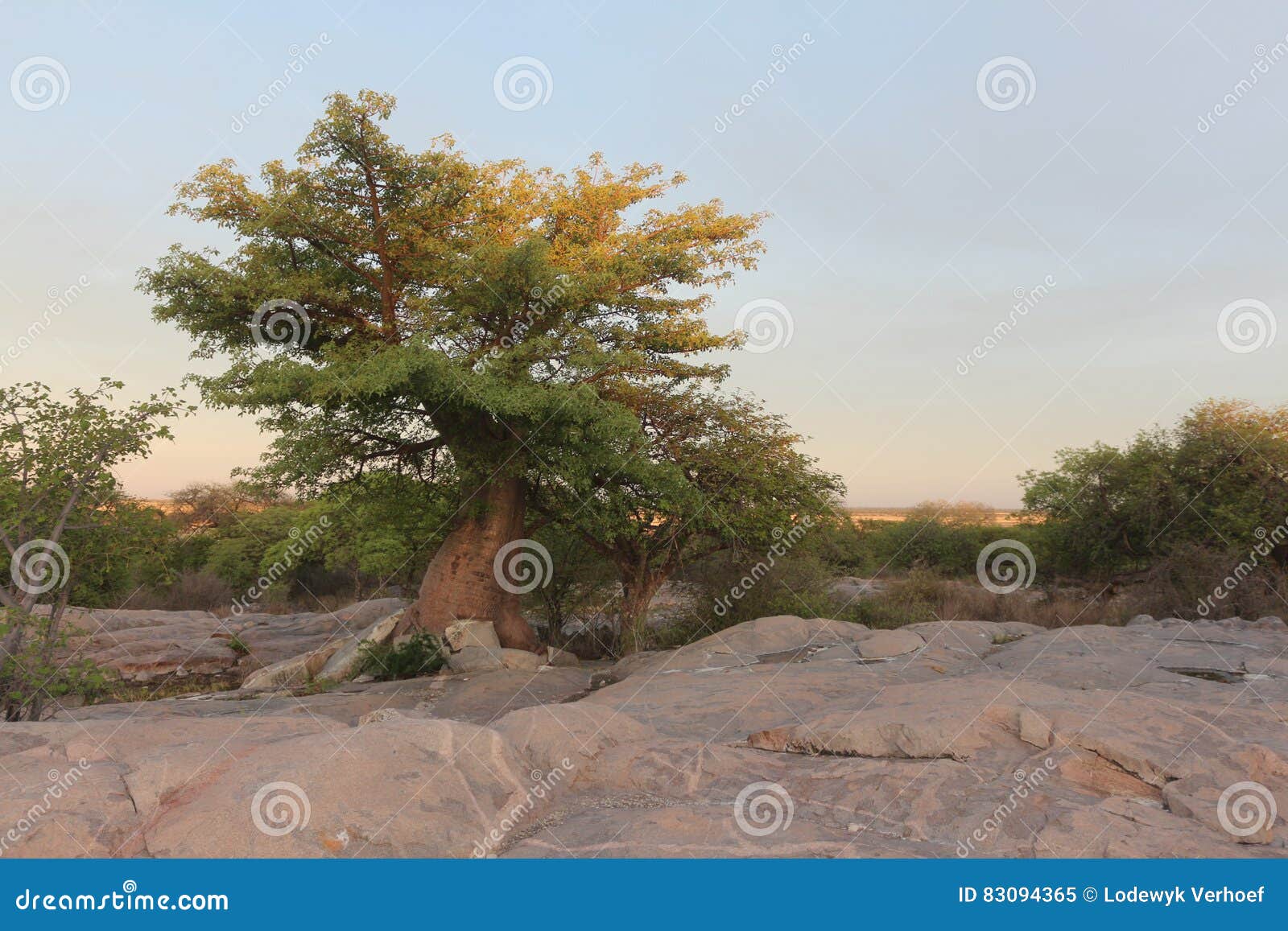 Miniature Baobab Tree Stock Image | CartoonDealer.com #83094403