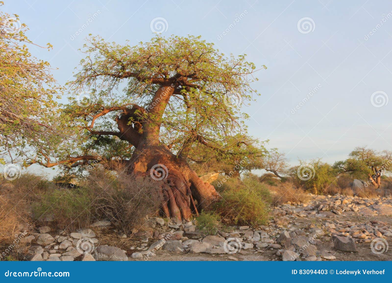 Miniature Baobab Tree Stock Image | CartoonDealer.com #83094637