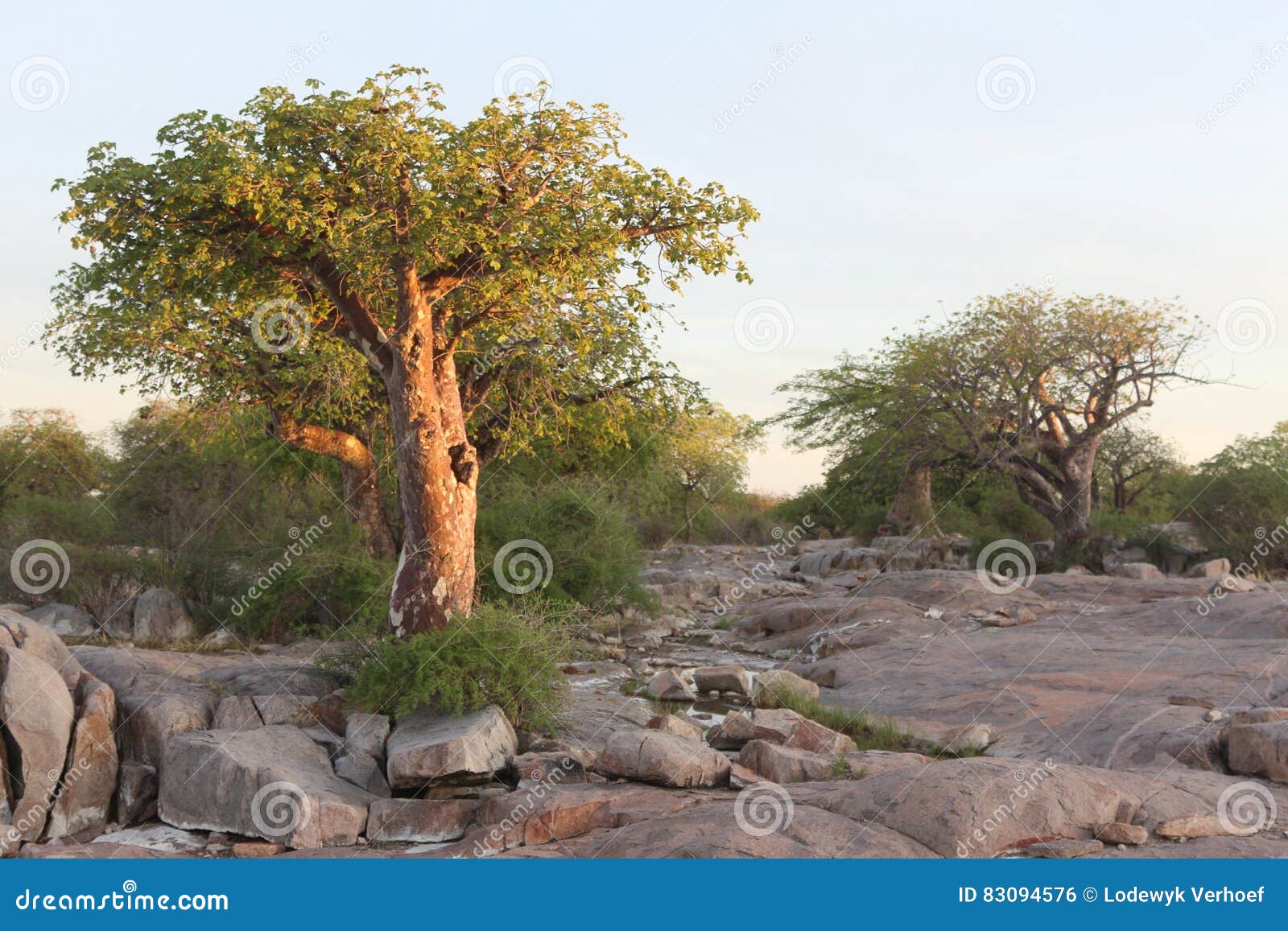 Miniature Baobab Tree Royalty-Free Stock Photo | CartoonDealer.com ...