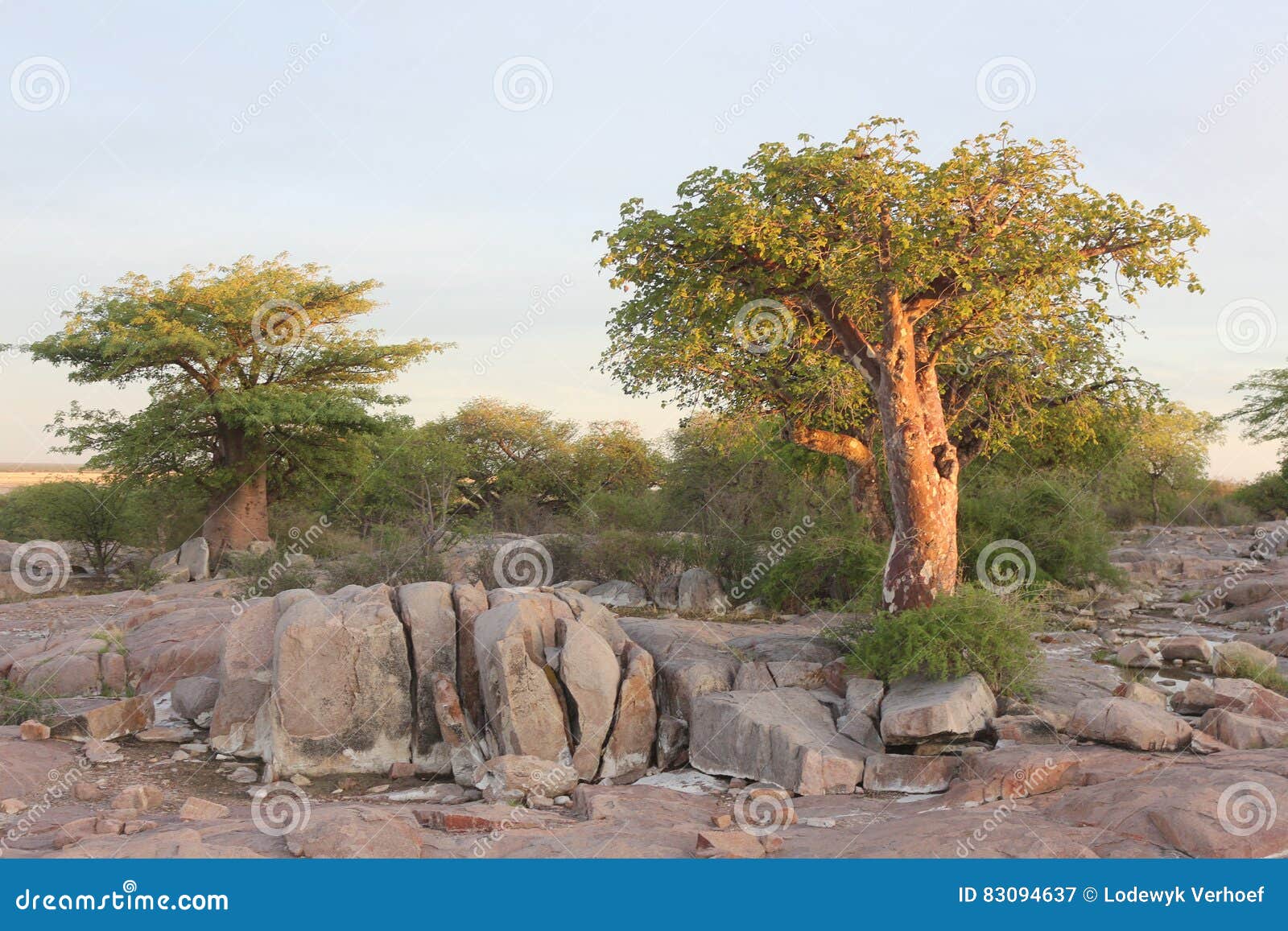Miniature Baobab Tree Stock Photography | CartoonDealer.com #83097248