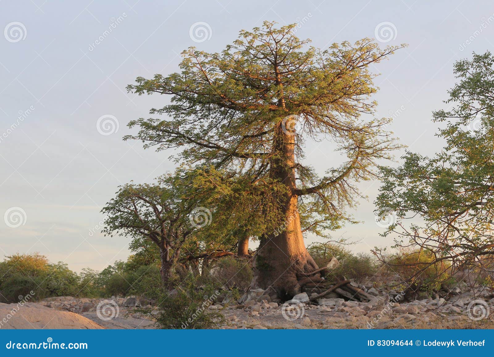Miniature Baobab Tree Stock Image | CartoonDealer.com #83094403