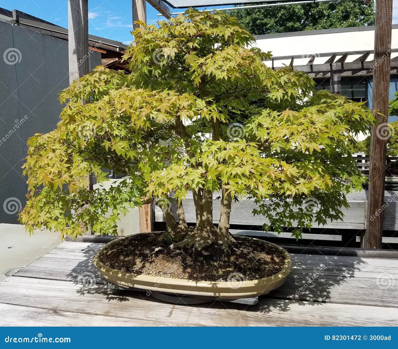 Miniature Bonsai Maple Tree Stock Photo - Image of hobby, houseplant ...