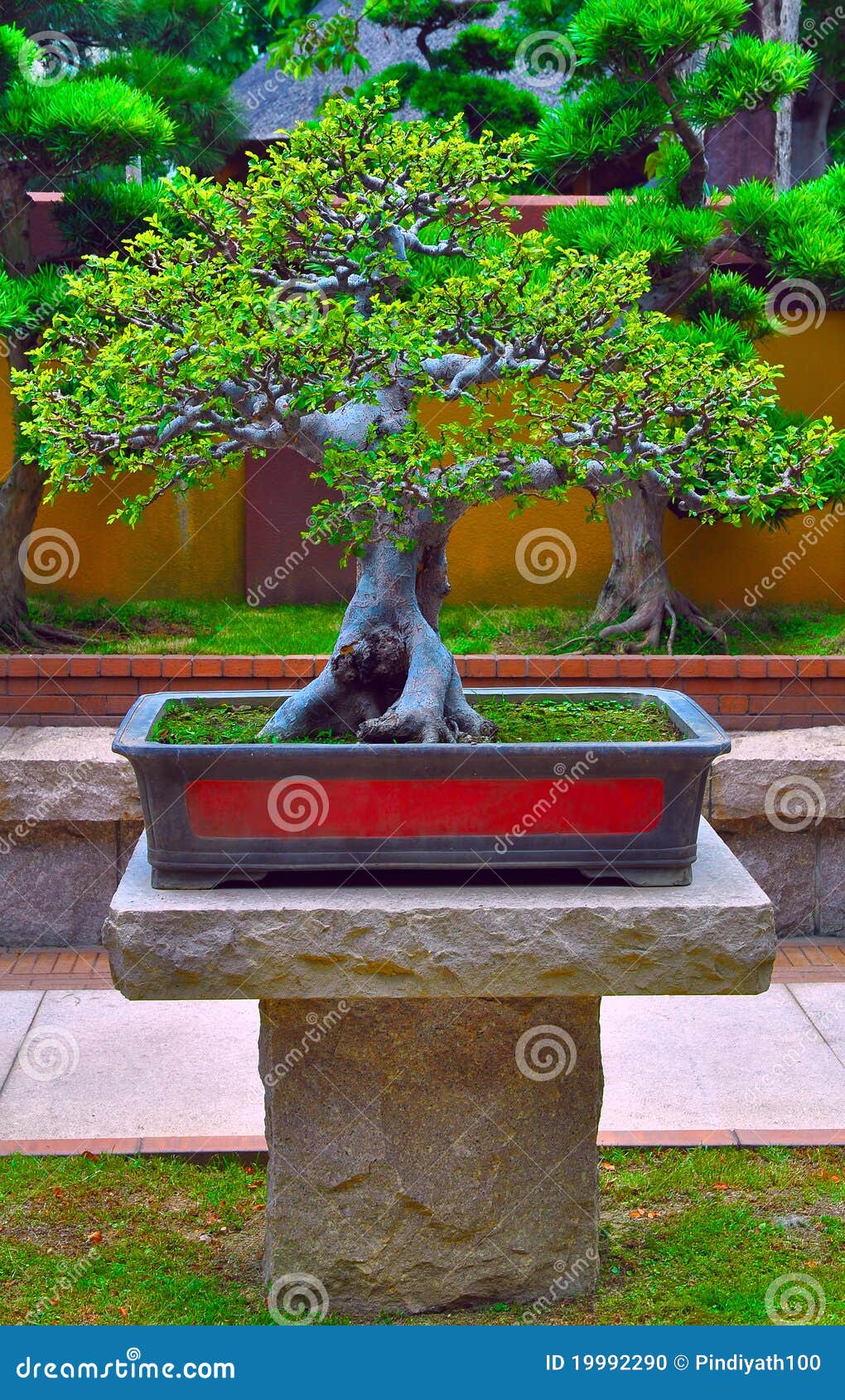 Miniature bonsai tree stock photo. Image of floral, oriental - 19992290