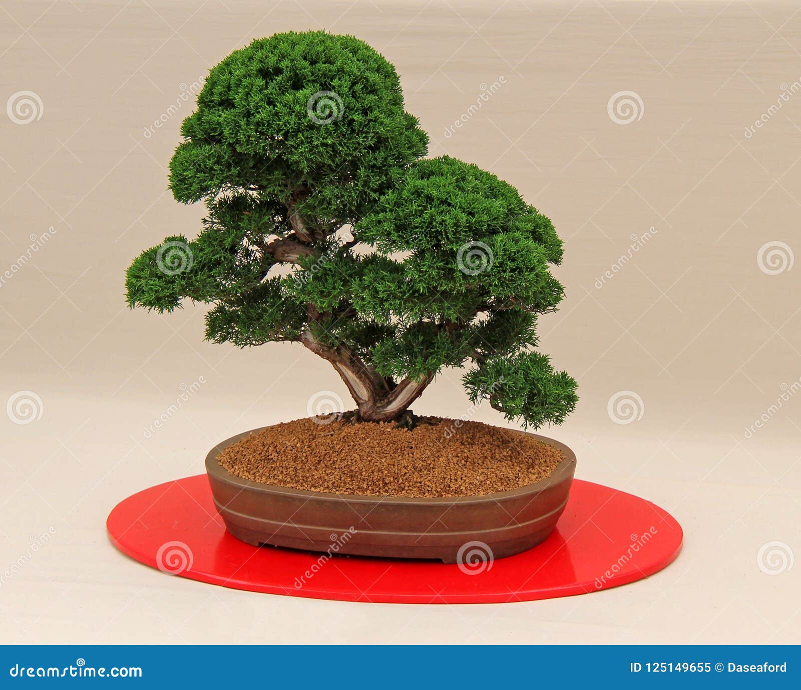 Miniature Bonsai Tree. stock image. Image of culture - 125149655