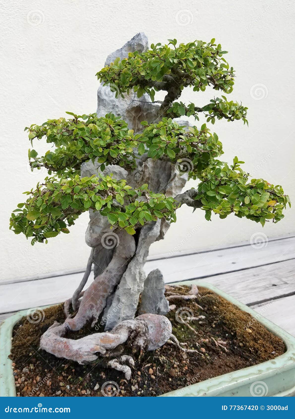 Miniature Bonsai tree stock photo. Image of miniature - 77367420