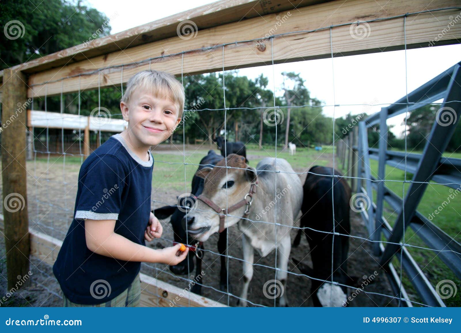 Miniature Brahma Bull Royalty-Free Stock Photography | CartoonDealer ...