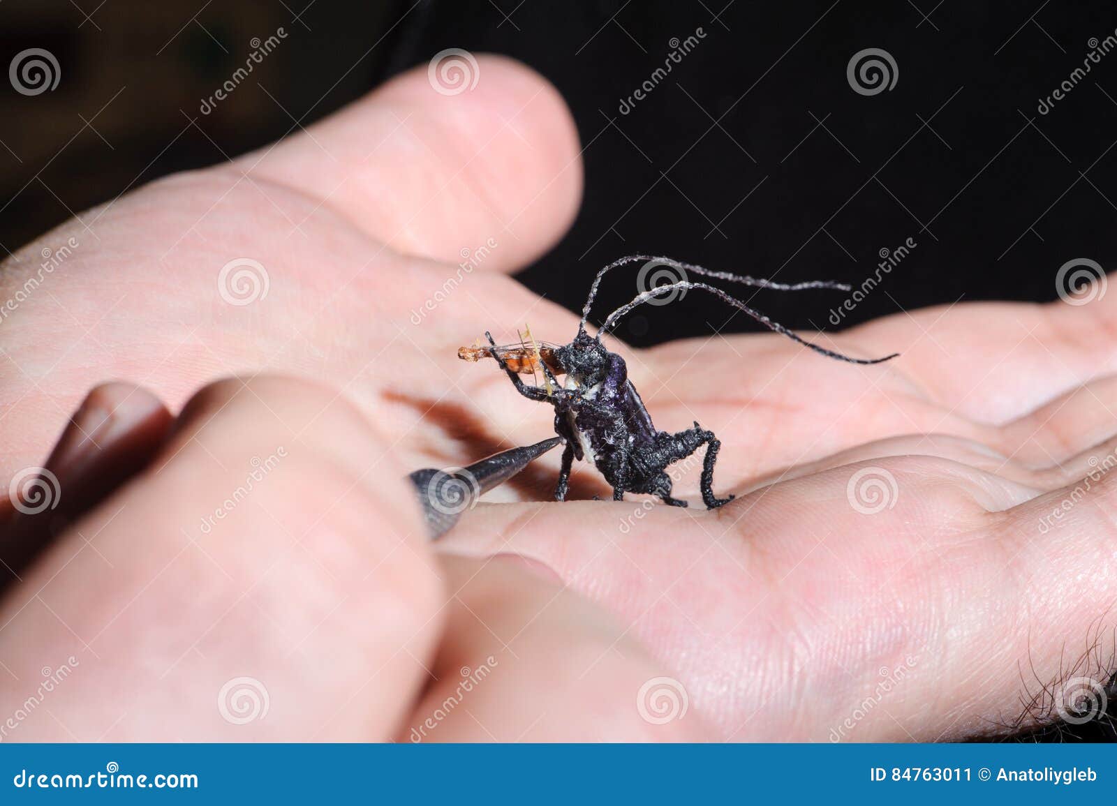 Miniature of Bug Playing Violin Stock Image - Image of mini, craft ...