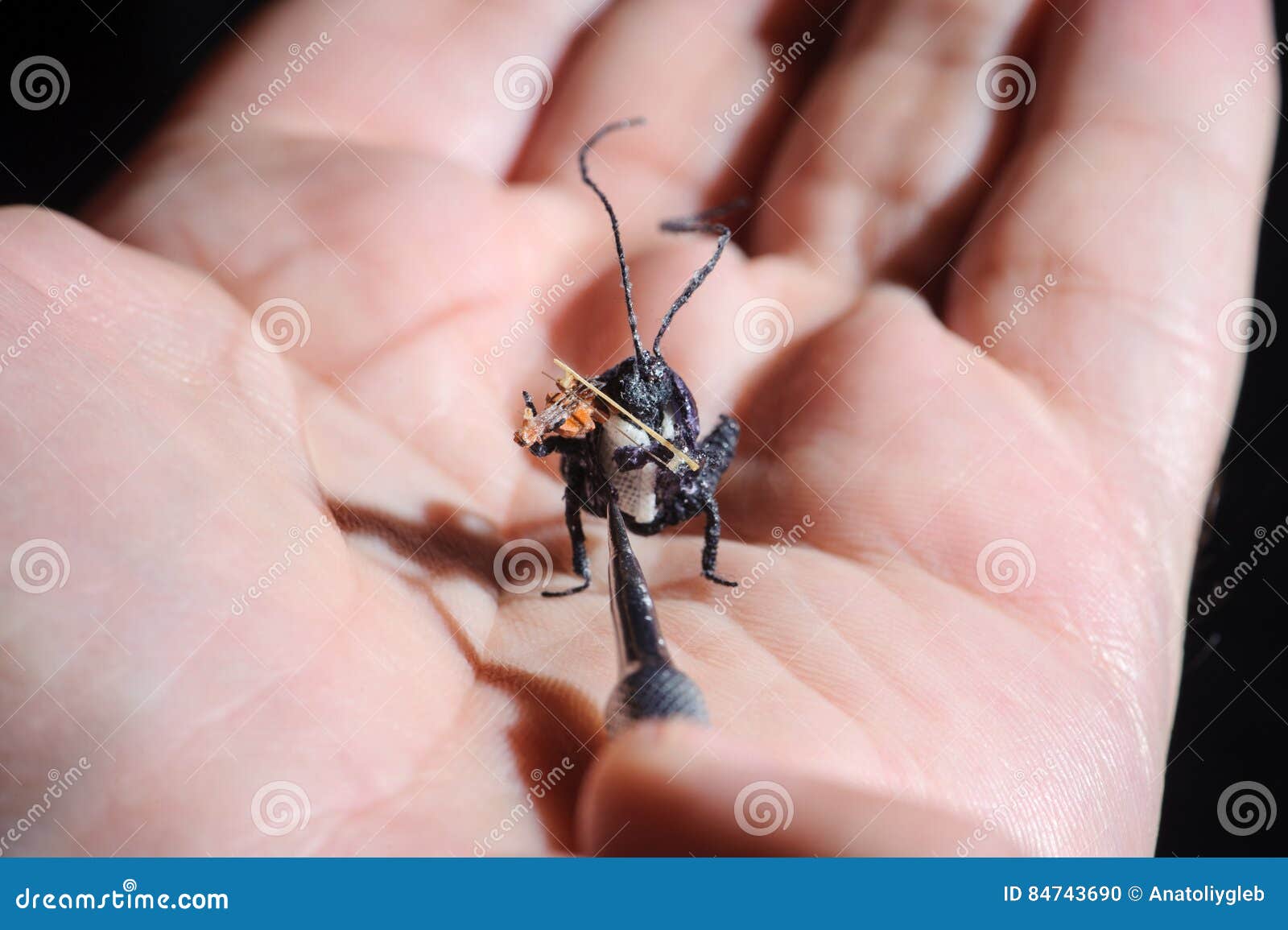 Miniature of Bug Playing Violin Stock Photo - Image of gift, music ...
