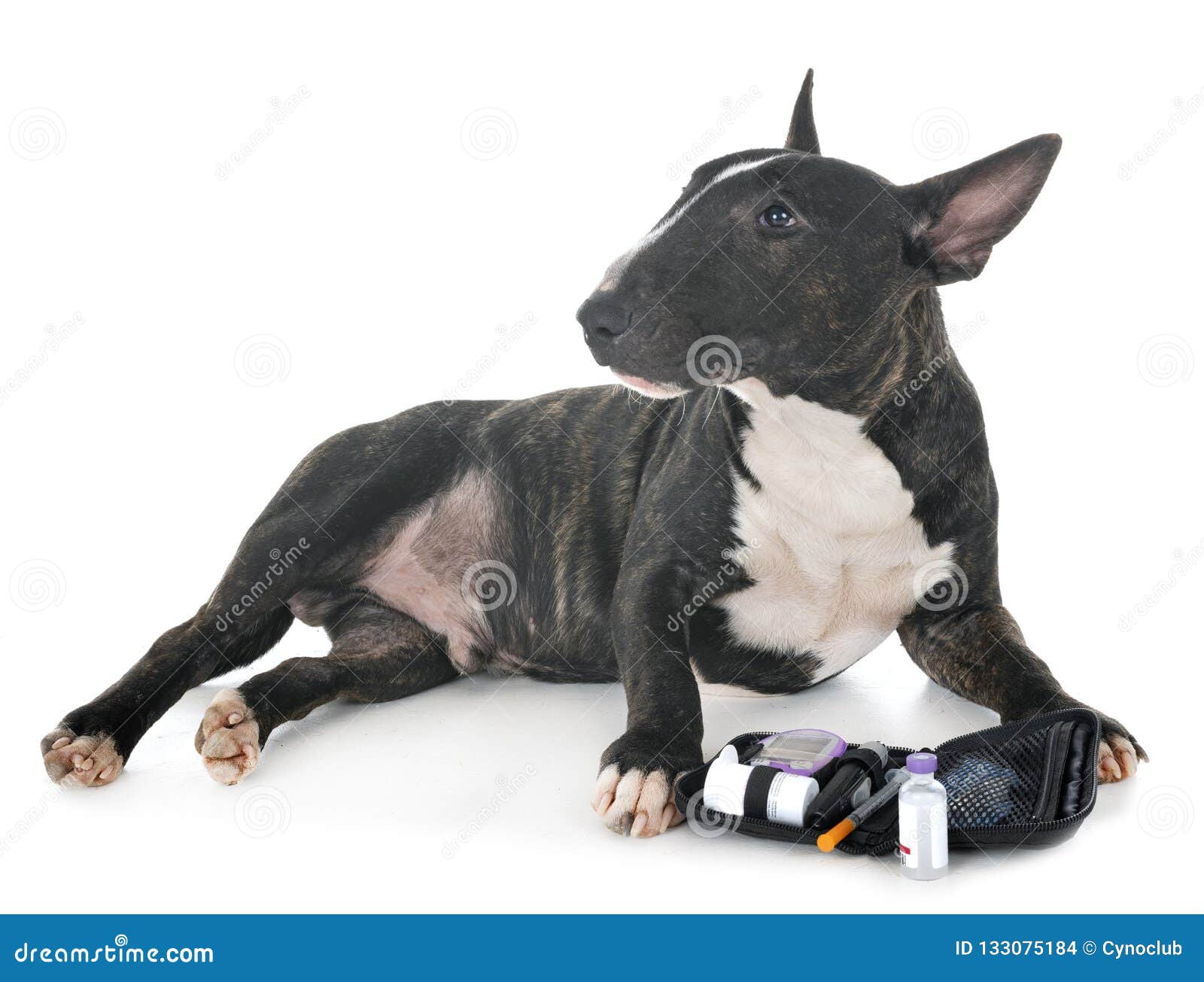 Miniature Brindle And White Bull Terrier Close Up. English Bull Terrier ...