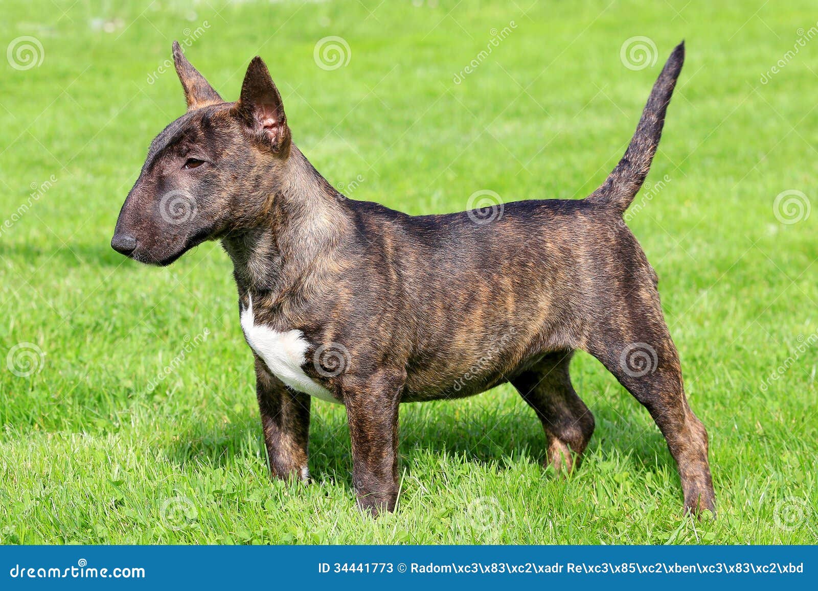 Miniature Bull Terrier stock image. Image of puppy, adorable - 34441773