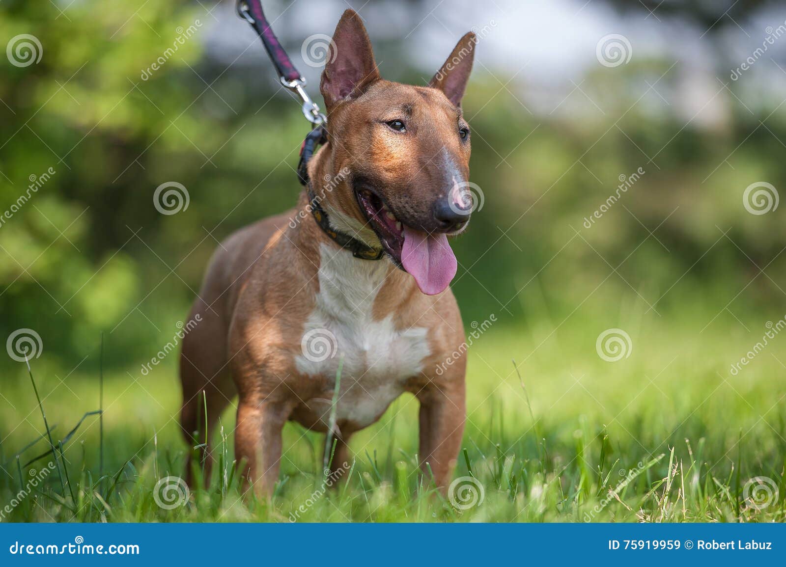 Miniature Bull Terrier Royalty-Free Stock Photo | CartoonDealer.com ...