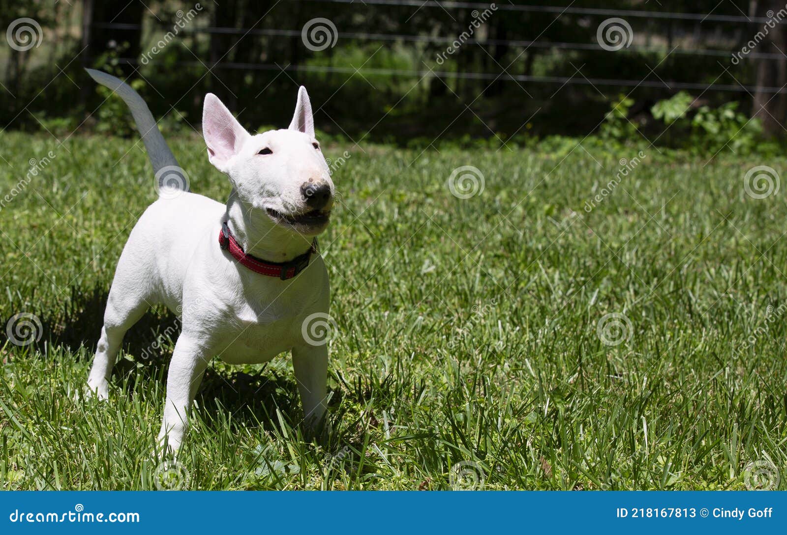 Miniature Bull Terrier Playing on the Grass in Park Stock Image - Image ...