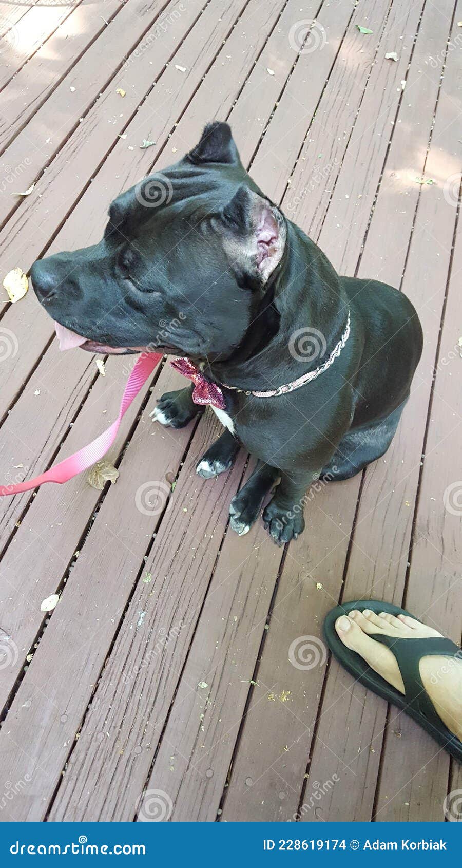 Miniature Bully Pitbull stock photo. Image of hound - 228619174