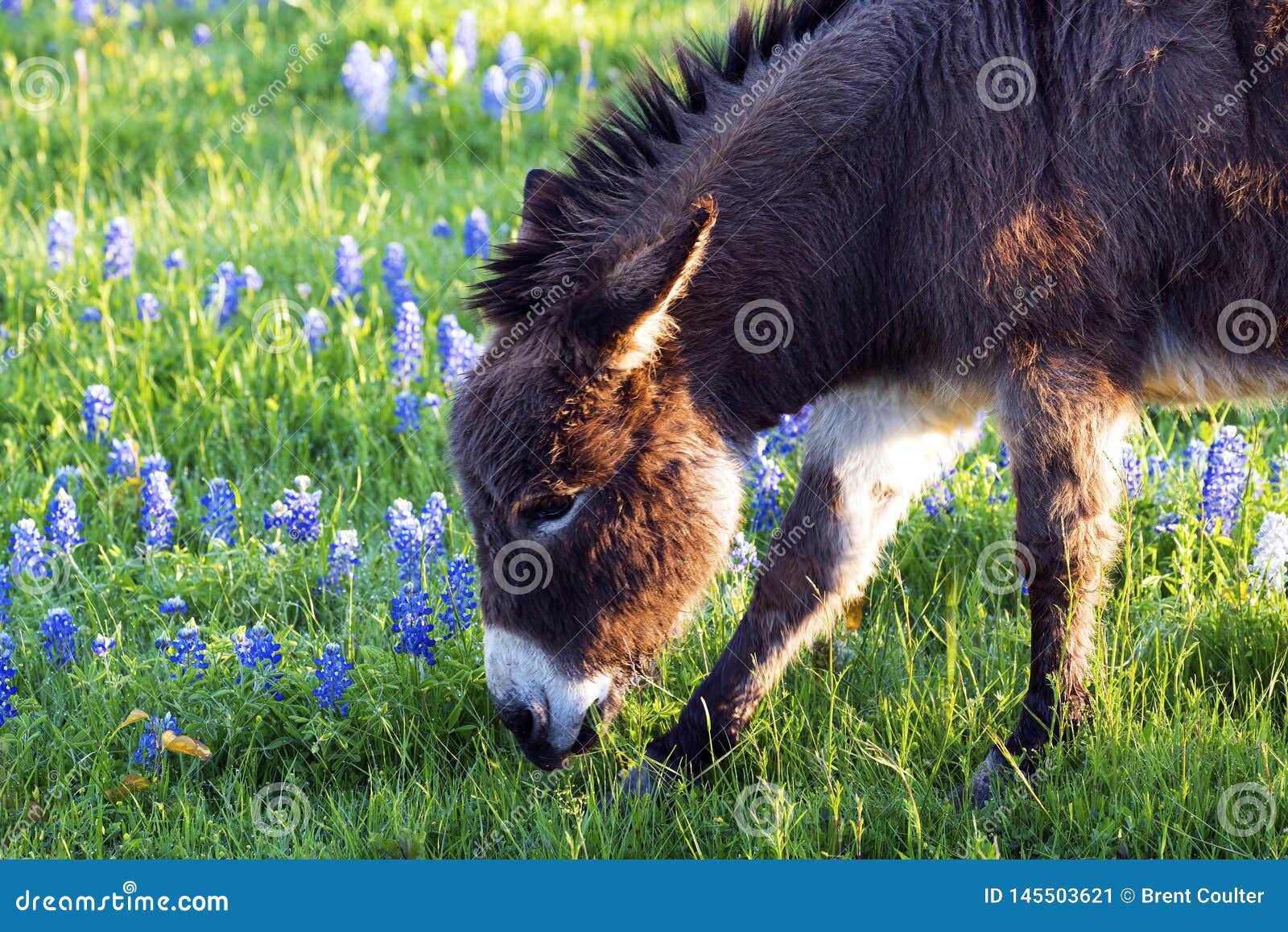 Miniature Burro and Bluebonnets Stock Image - Image of gray, fence ...