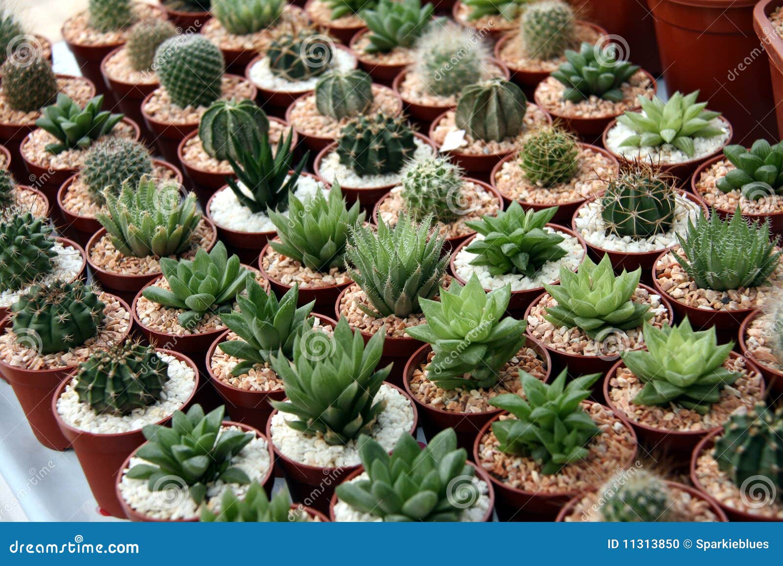 Miniature cacti stock photo. Image of little, cactus - 11313850