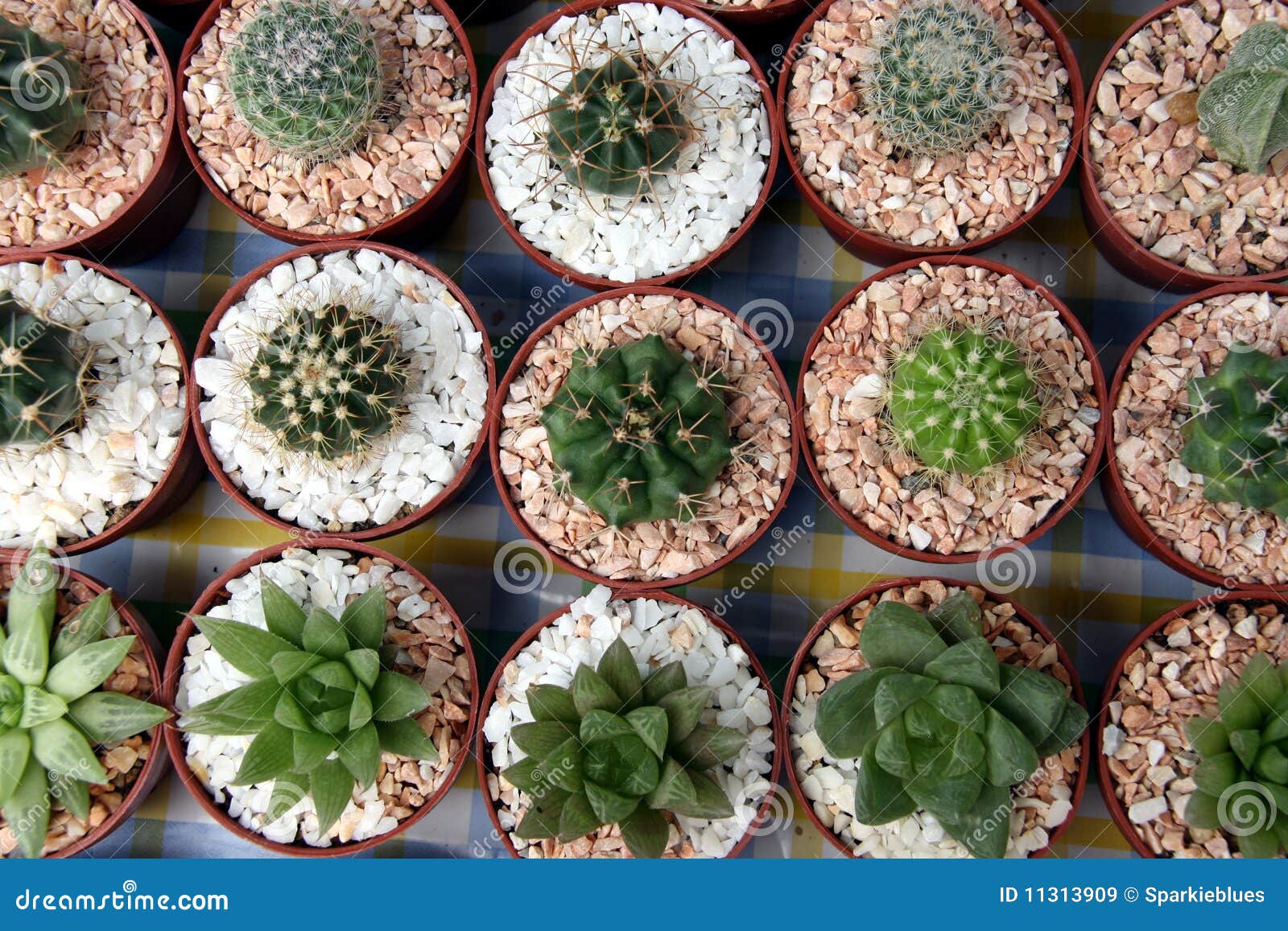 Miniature cacti stock image. Image of cactus, container - 11313909