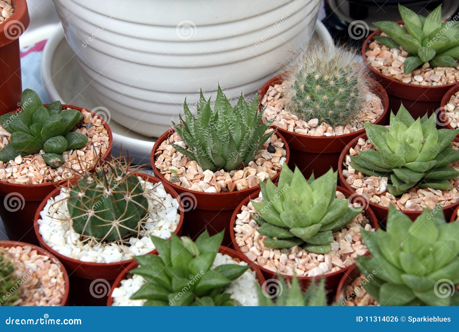Miniature cacti stock photo. Image of mini, ceramic, tiny - 11314026