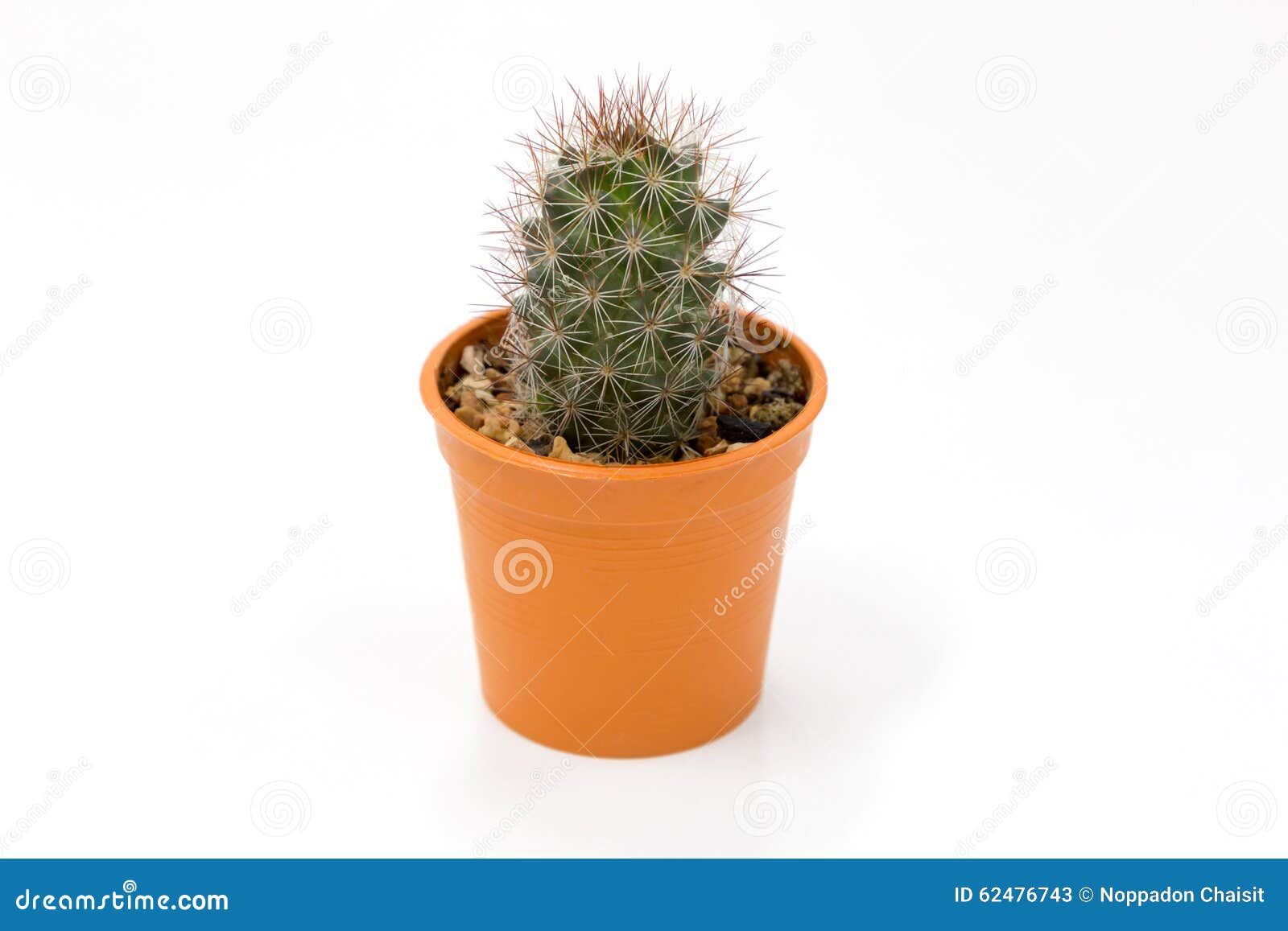 Miniature cactus stock image. Image of mini, desk, miniature - 62476743