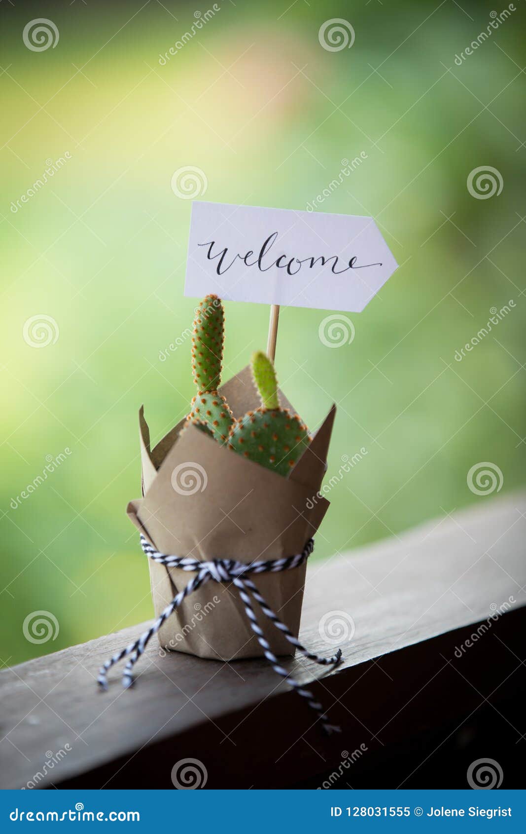 Miniature Cactus with Welcome Sign Stock Image - Image of miniature ...