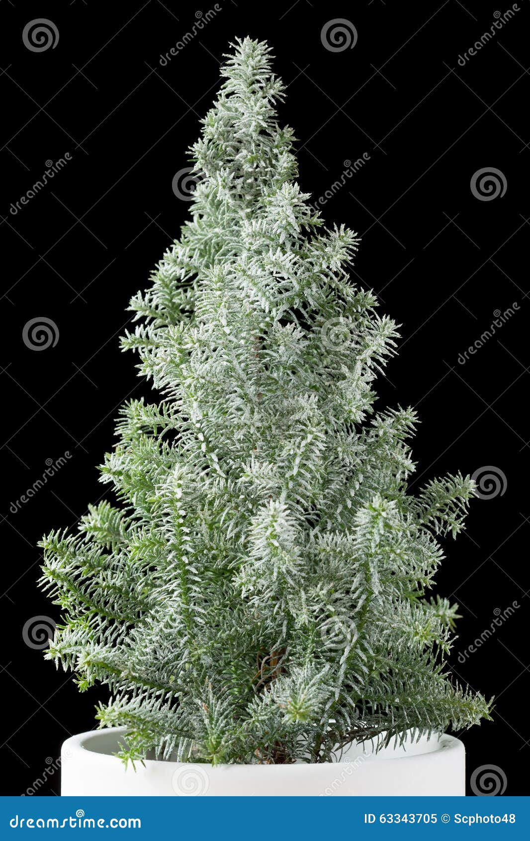 Miniature Christmas Tree in a White Pot Stock Image - Image of ...