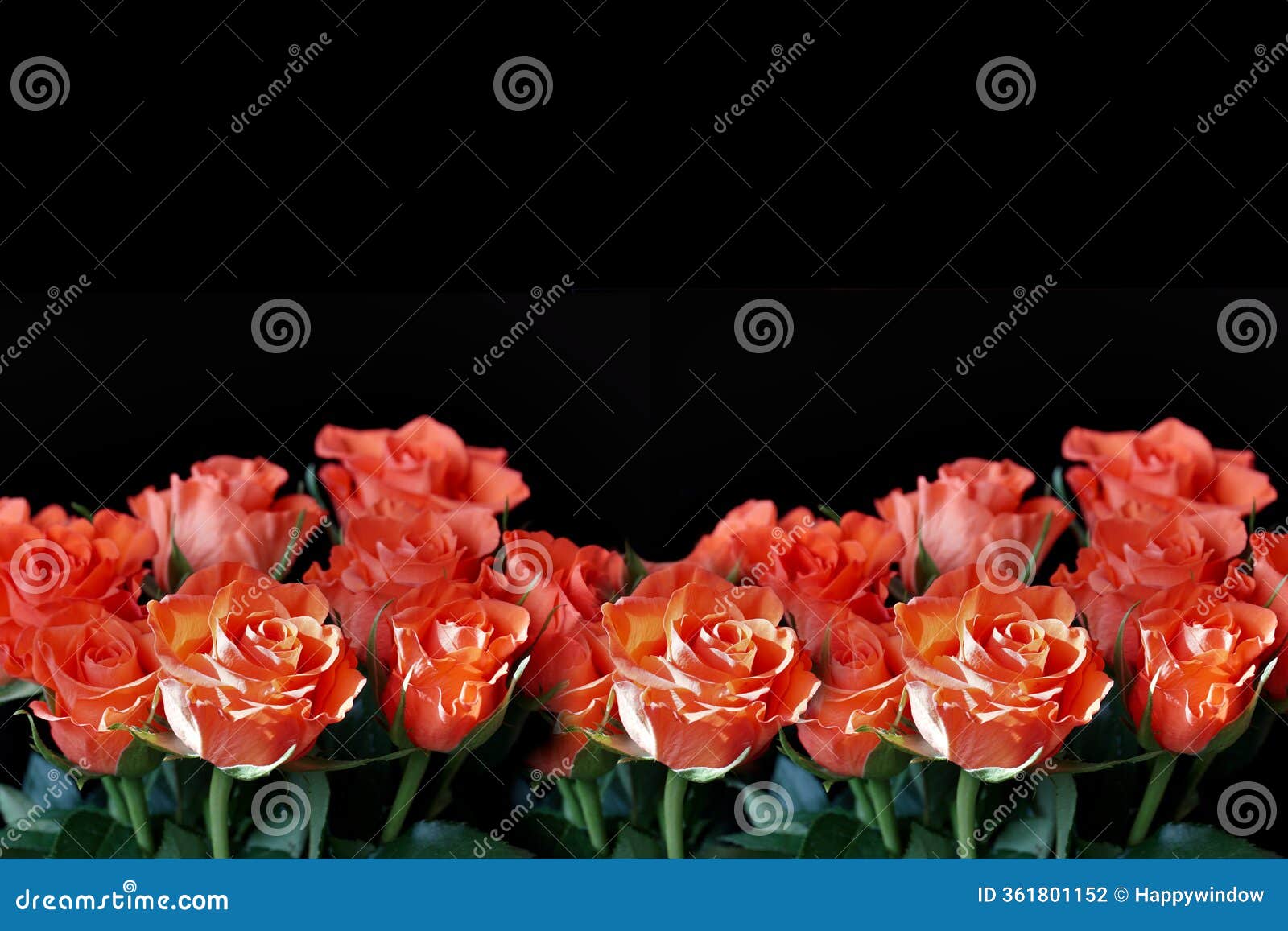 Miniature Coral Roses on the Big Empty Black Background in Horizontal ...