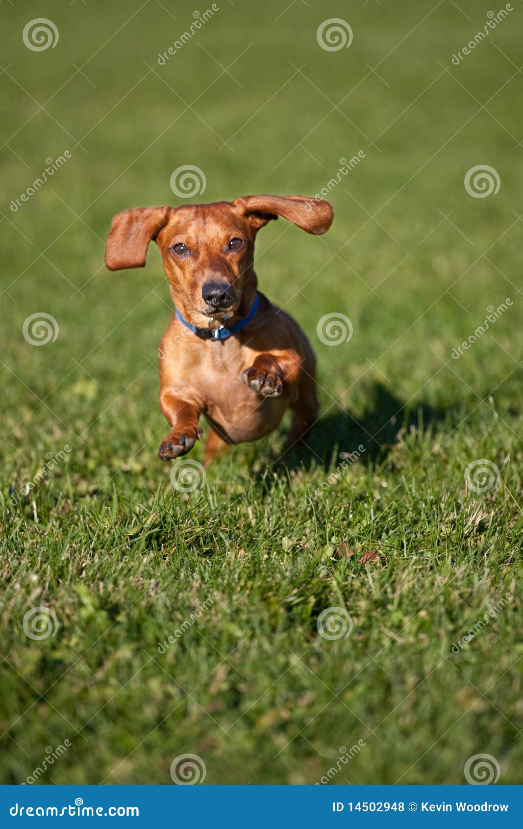 Miniature Dachshund on the Run Stock Photo - Image of blue, small: 14502948