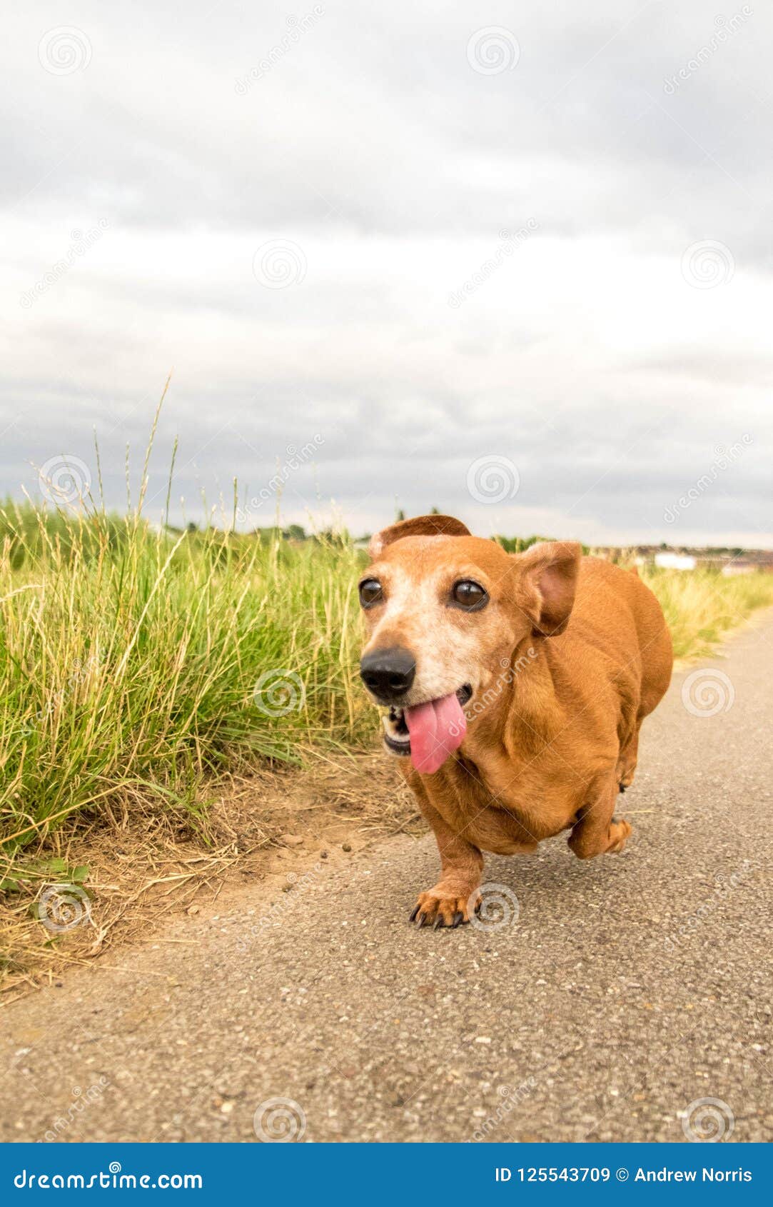 Miniature Dachshund stock image. Image of chasing, cute - 125543709