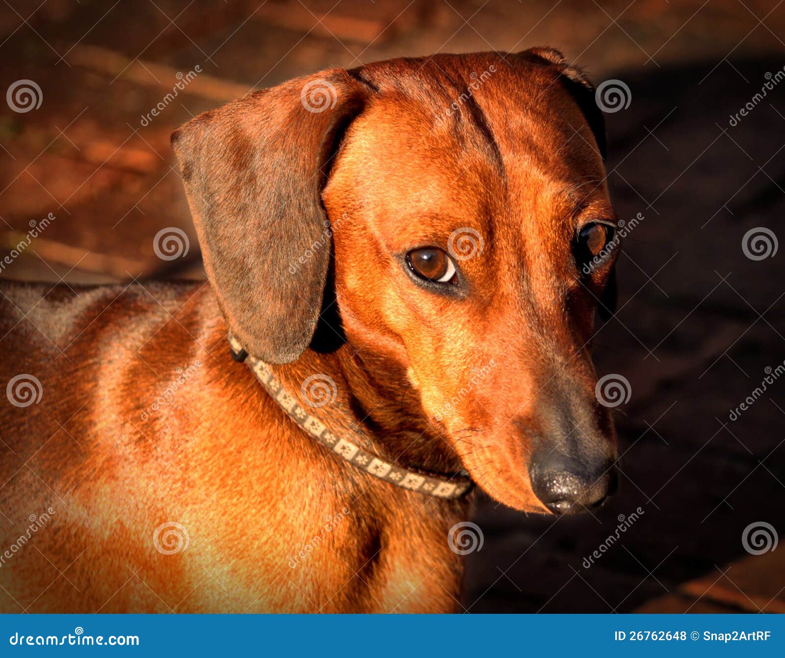 Miniature Dachshund Soft Questioning Look Stock Photo - Image of ...
