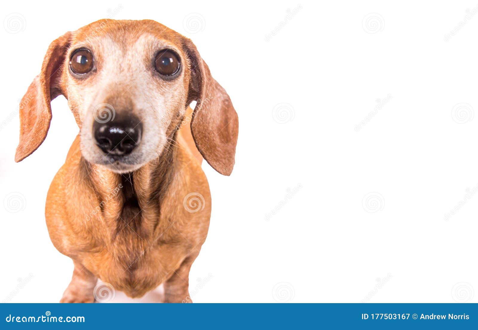 Miniature Dachshund White Background Stock Image - Image of breed ...