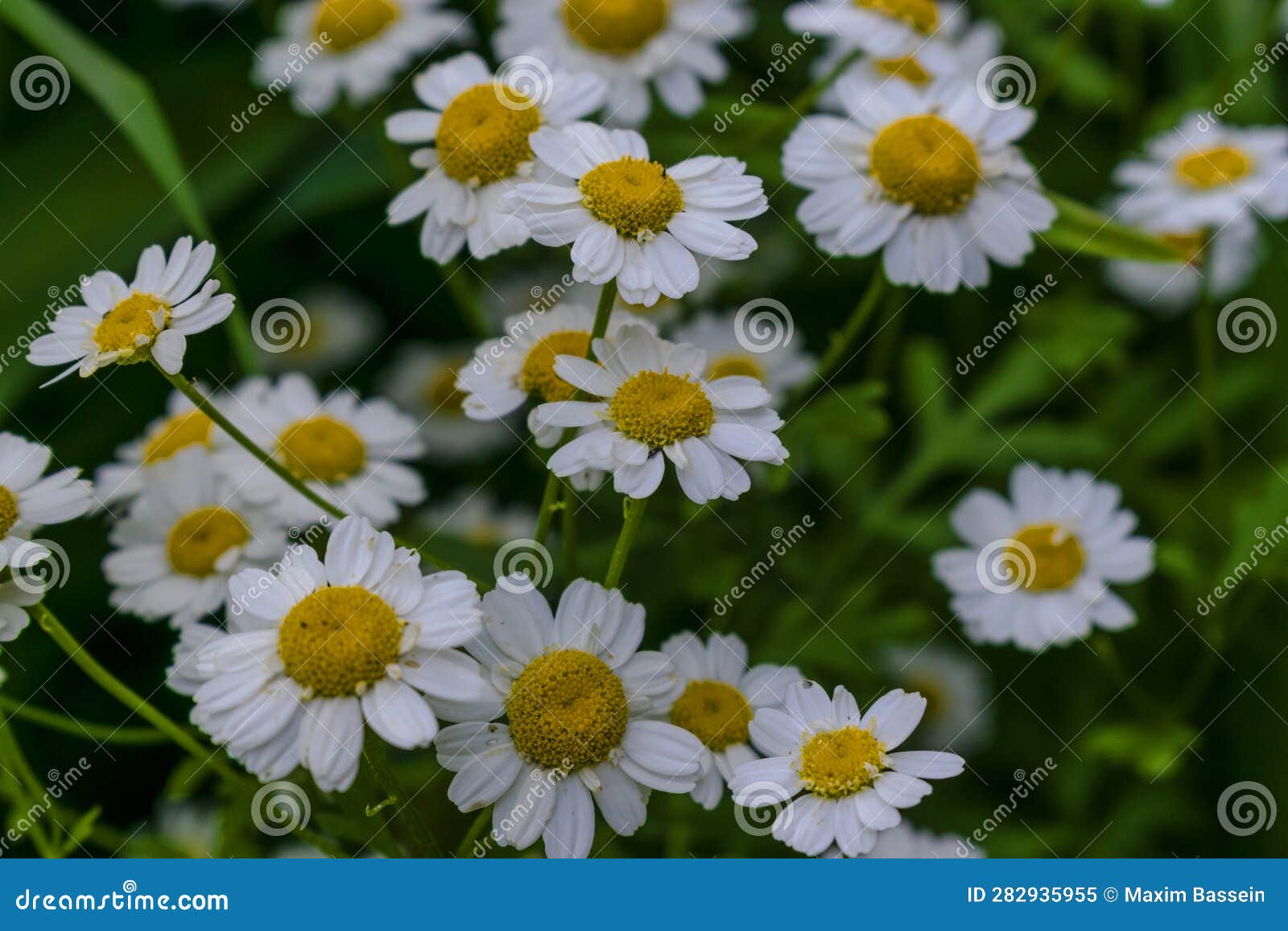Miniature Daisies on a Green Meadow Stock Image - Image of detailed ...