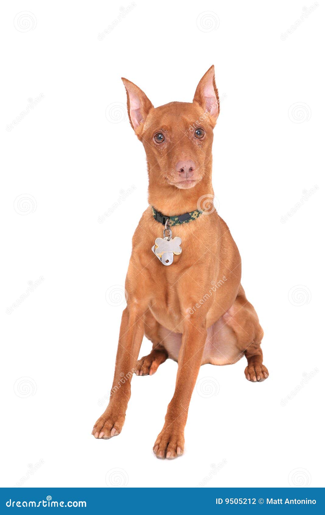 Miniature doberman stock photo. Image of alert, alone - 9505212