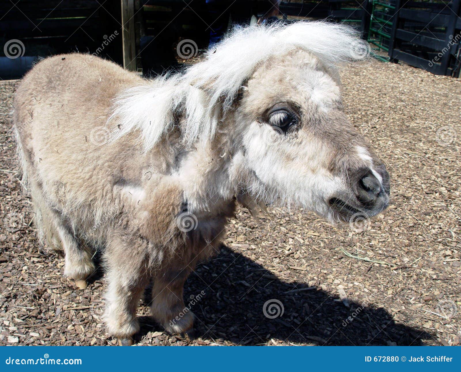 Miniature Donkey stock photo. Image of animals, farm, miniature - 672880