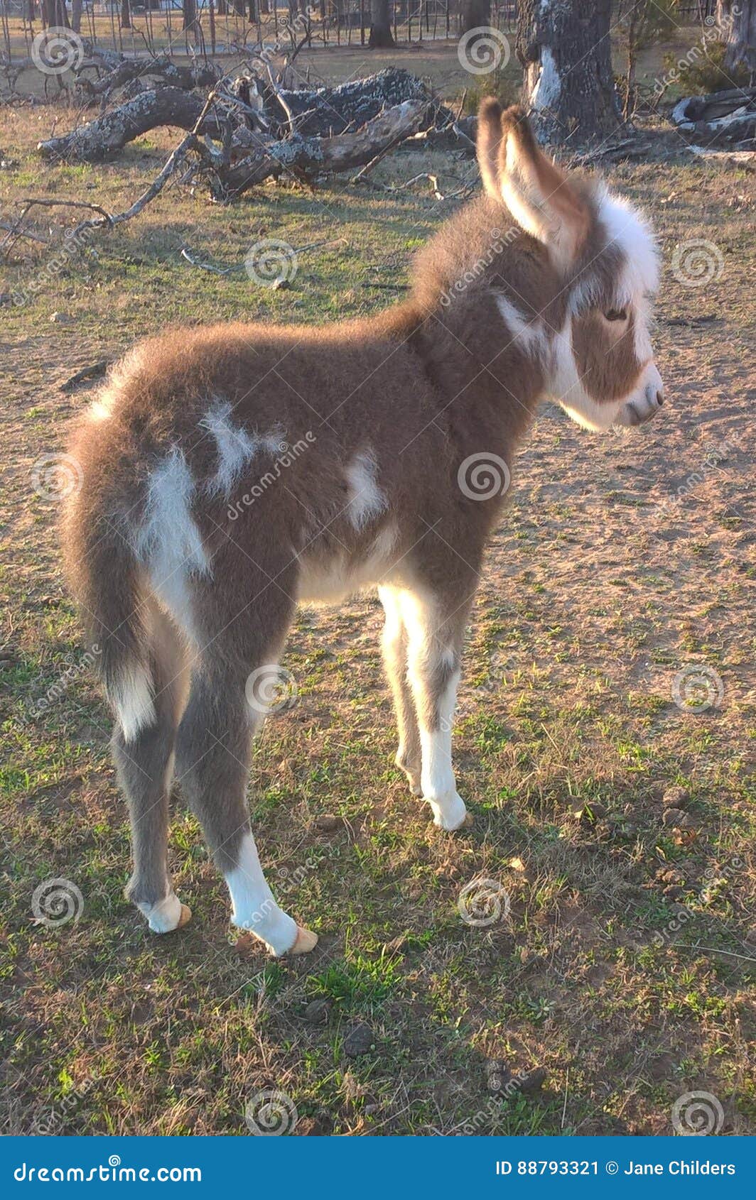Miniature Donkey stock image. Image of country, baby - 88793321