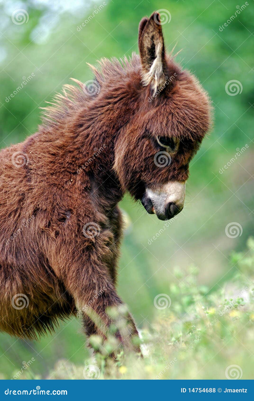 Miniature Donkey in Field stock photo. Image of farm - 14754688