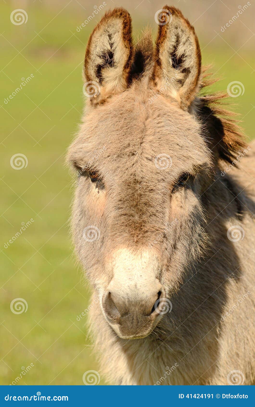 Miniature Donkey stock image. Image of donkey, small - 41424191