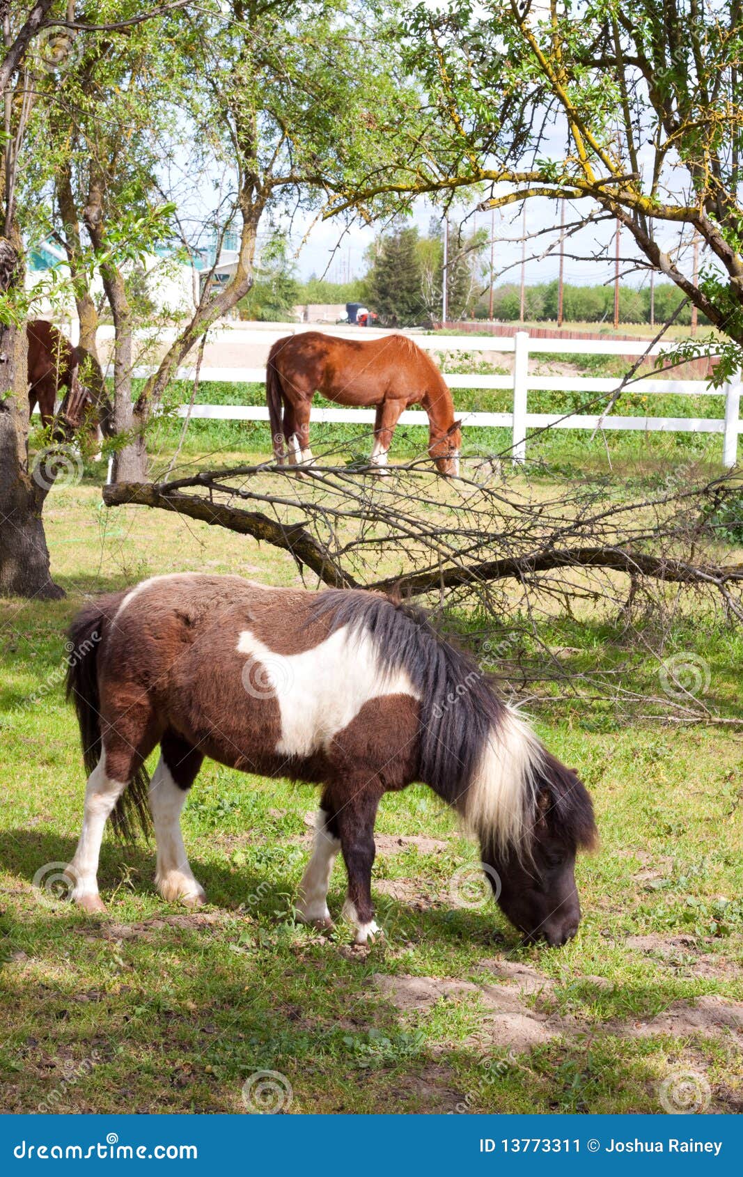 Miniature Dwarf Horse stock image. Image of horse, animals - 13773311