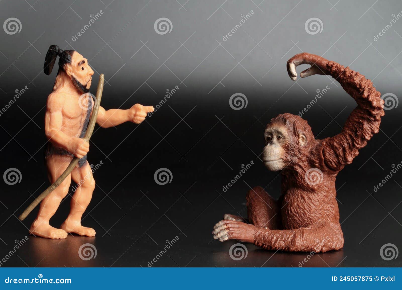 Homo Sapiens Monkey Stock Photos - Free & Royalty-Free Stock Photos ...
